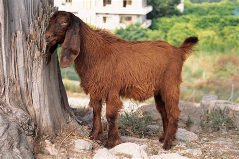 Syrian Goat Breed Profile Goat Journal