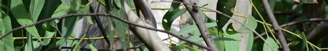 tree updates conservation council sa