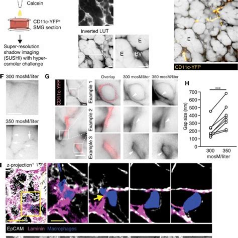 Abstraction Of Processor Core Microarchitecture Download Scientific Diagram