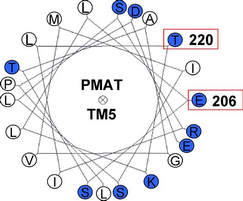 Molecular Determinants Of Substrate Selectivity Of A Novel Organic