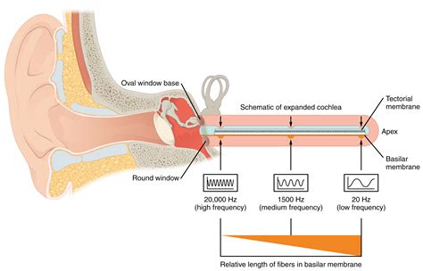 Auditory And Vestibular Pathways Anatomy Concise Medical Knowledge