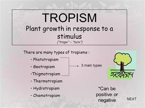 Understanding Tropism Plant Growth In Response To Stimulus
