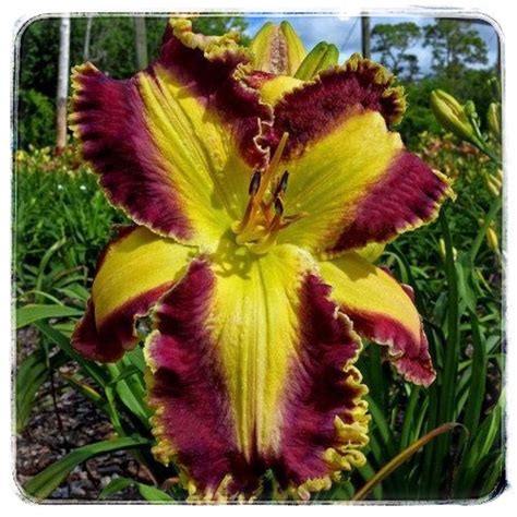 Сорт Gigantor фото описание сорта купить в Украине Sunny Garden