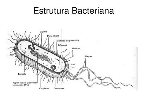 Ppt Estrutura Bacteriana Powerpoint Presentation Free Download Id