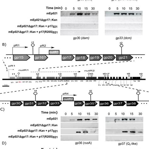 Partial Genetic Map Of Phage Mep021 And Alignments Of Gp17 And Nut Download Scientific Diagram