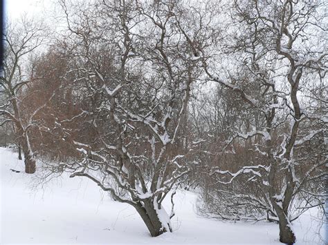 Winter Is A Good Time To Prune Trees And Shrubs UMN Extension