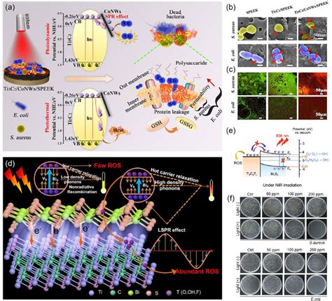 A Schematic Illustration Of Photothermalphotodynamic Antibacterial Download Scientific Diagram