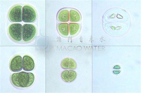 Chroococcus 澳門淡水藻類