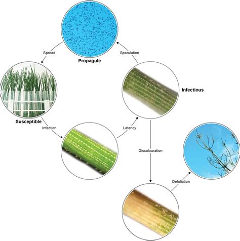 Modelling An Intricate Disease Life Cycle Fgr Nz