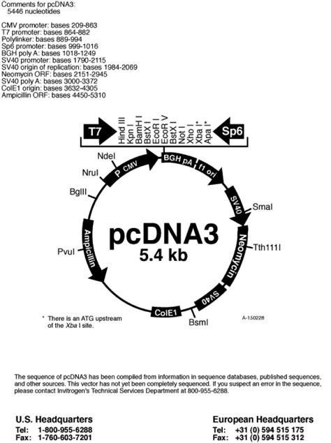 Addgene Pcdna3 N Flag Nlrp3