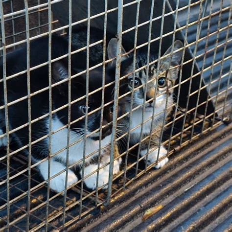Diana Hoppe Trapped A Couple Kittens To Help Anybody Facebook