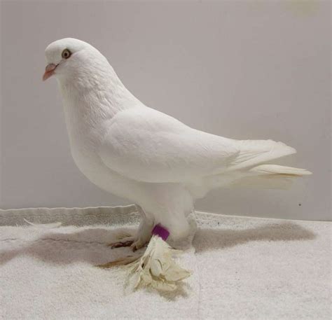 Pigeons for Sale