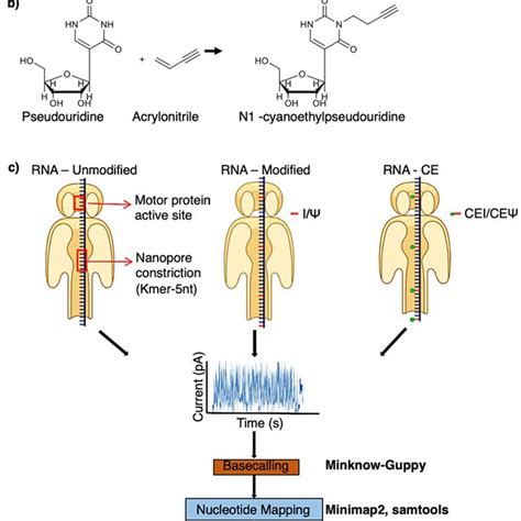 PDF Chemical Probe Based Nanopore Sequencing To Selectively Assess The RNA Modifications