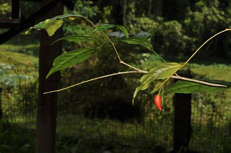Murraya Sumatrana Rutaceae