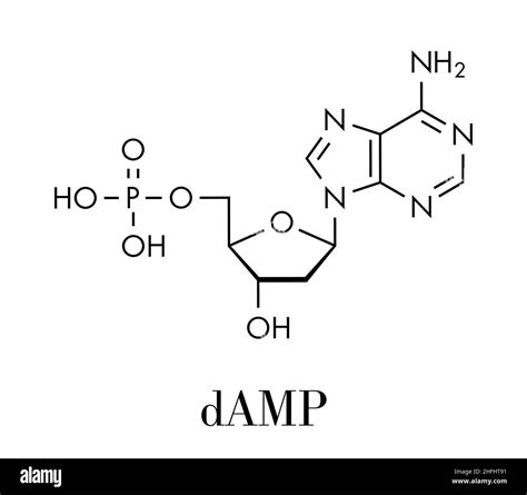 Deoxyadenosine Monophosphate Damp Nucleotide Molecule Dna Building Block Skeletal Formula