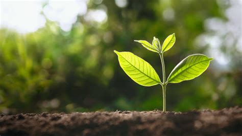 Trees And Soil Protection