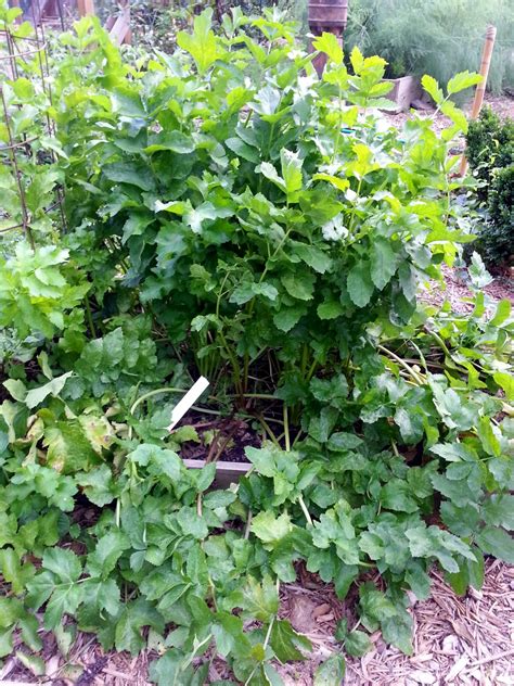Parsnip Greens Behind Cohutts Fence
