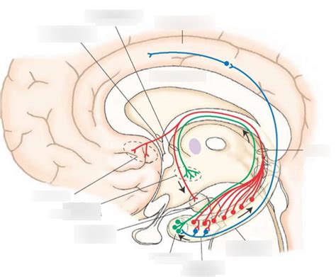 Hippocampal Formation Diagram Quizlet