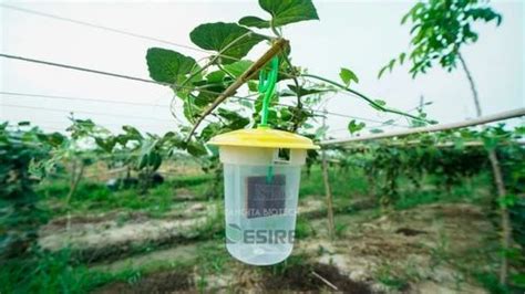 Plastic Houseflies Insect Monitoring Trap For Agriculture Packaging
