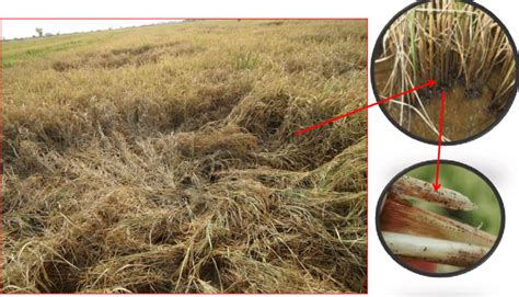 Symptoms Of Stem Rot Disease Observed During Survey Download