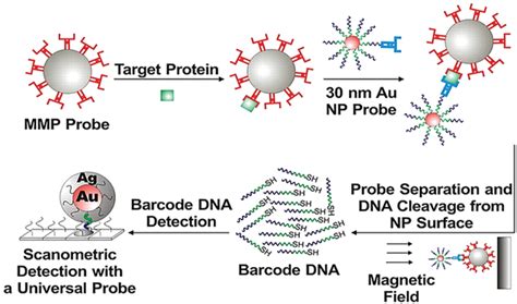 The Aunp‐ionp Based Bio Barcode Immunoassay Design And Operating