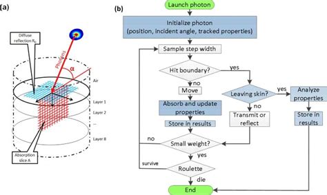 soft tissue model and program flowchart of the mcml simulation
