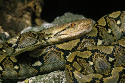 93 Reticulated Python Stock Pictures Editorial Images And Stock Photos Shutterstock