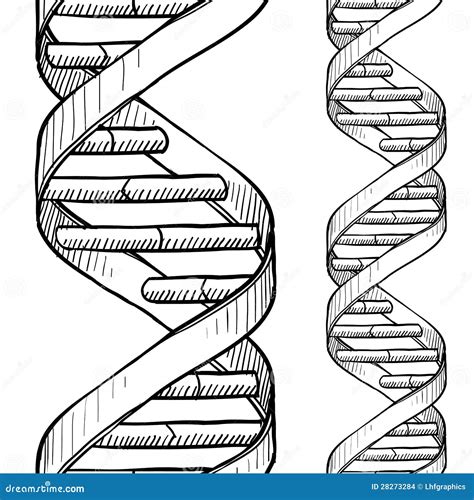 Seamless Dna Double Helix Sketch Stock Vector Illustration Of Doodle