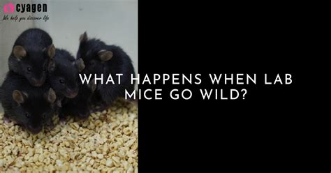 The National Genetically Engineered Mouse Models Gemm Unit On Linkedin If Lab Mice Are