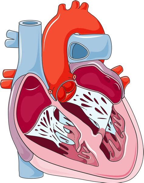 Servier Drawing Coronal Section Of The Heart Anterior View No