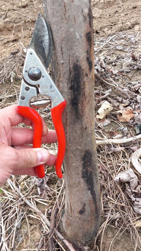 Scouting For And Managing Phytophthora Bleeding Canker In Nurseries N C Cooperative Extension