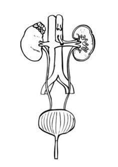 Urinary System Diagram Worksheet Sketch Coloring Page