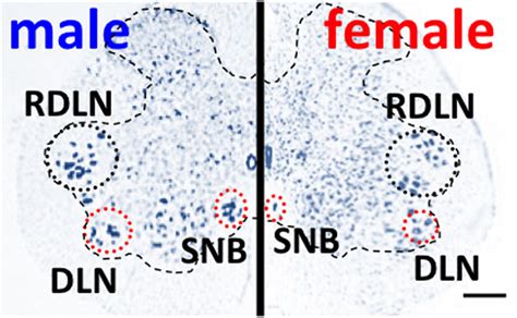 Frontiers Sexually Dimorphic Nuclei In The Spinal Cord Control Male Sexual Functions