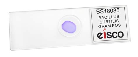 Bacillus Subtilis Gram Positive Prepared Microscope Slide Bacillus Subtilis Bacillus