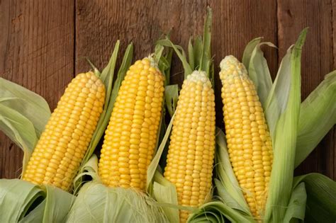 Buy Bulk Dent Corn Dent Corn Exporters Dent Corn Trading Dent