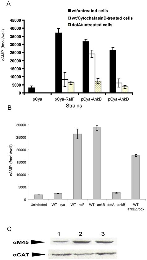 Translocation Of Ankb By Attached Extracellular Bacteria And Efficient Download Scientific