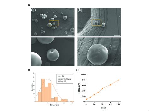 Preparation And Characterization Of Plga Microspheres A Sem Images Download Scientific