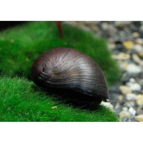 Neritina Pulligera Alchetron The Free Social Encyclopedia