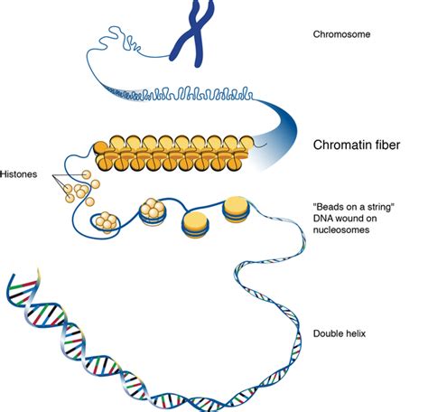 Kleefstra Syndrome Medlineplus Genetics