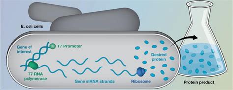 Schematic Of T7 Expression Sys Image Eurekalert Science News Releases