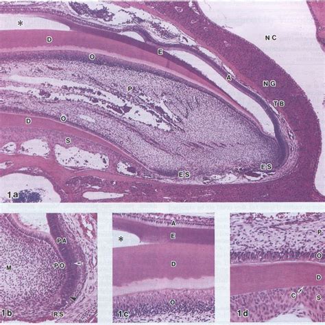 —maxillary Incisor Of A Nontreatment Mouse A The Divisional Anatomy