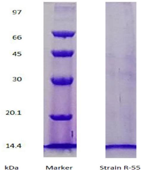 Figure 1 From Antibacterial Efficacy Of Lactic Acid Bacteria And Bacteriocin Isolated From Dadih