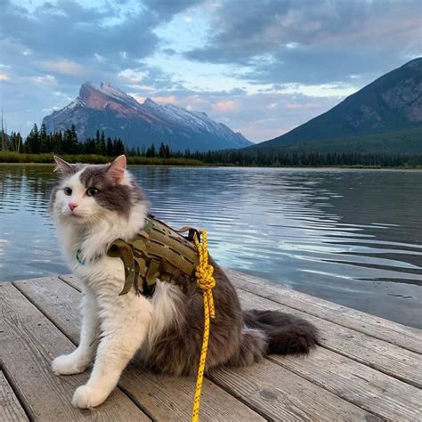 This Is Gary The Meowntaineering Rescue Cat And His Adventures Are