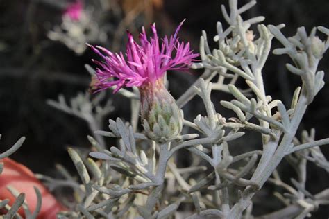 Biodiversity Of Cyprus By Ngo Protection Of The Natural Heritage And The Biodiversity Of Cyprus