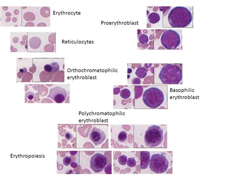 Proerythroblast
