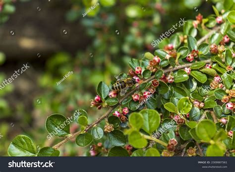 Cotoneaster Horizontalis Leaves