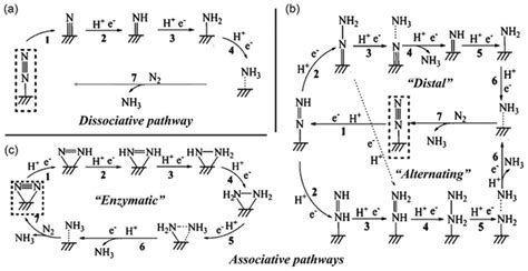 Possible A Dissociative And Bc Associative Nrr Pathways Reproduced