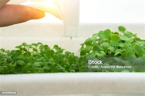 유기농 원료 마이크로 그린 야채 녹색 또는 콩나물 슈퍼 푸드 에코 식품 선택적 초점 건강한 식생활에 대한 스톡 사진 및 기타 이미지 Istock