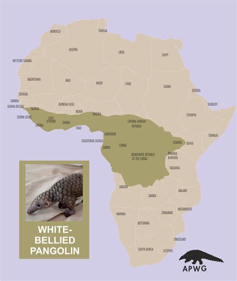 The Four African Pangolin Species African Pangolin Working Group