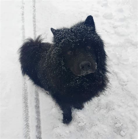 Harness And Leash Photoshop Requests